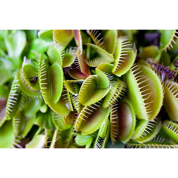 17 Stories Venus Flytrap by Protechpr - Wrapped Canvas Photograph | Wayfair.co.uk